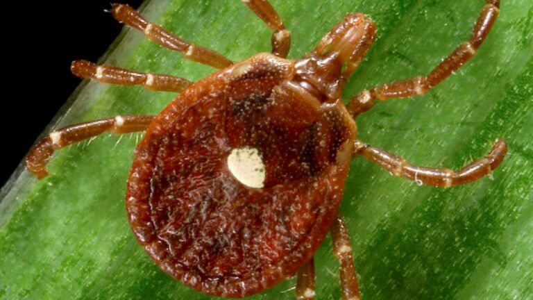 Video: 12-foot great white shark attacks and eats seal off Cape Cod