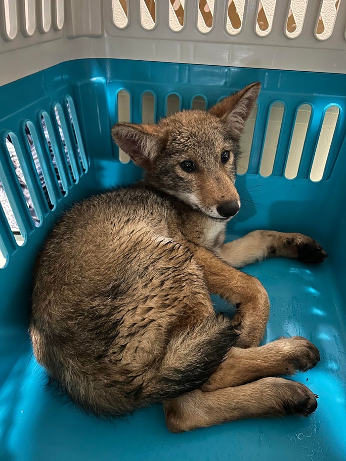 Watch: Mass. wildlife rescue saves coyote pup with container stuck on its head for days