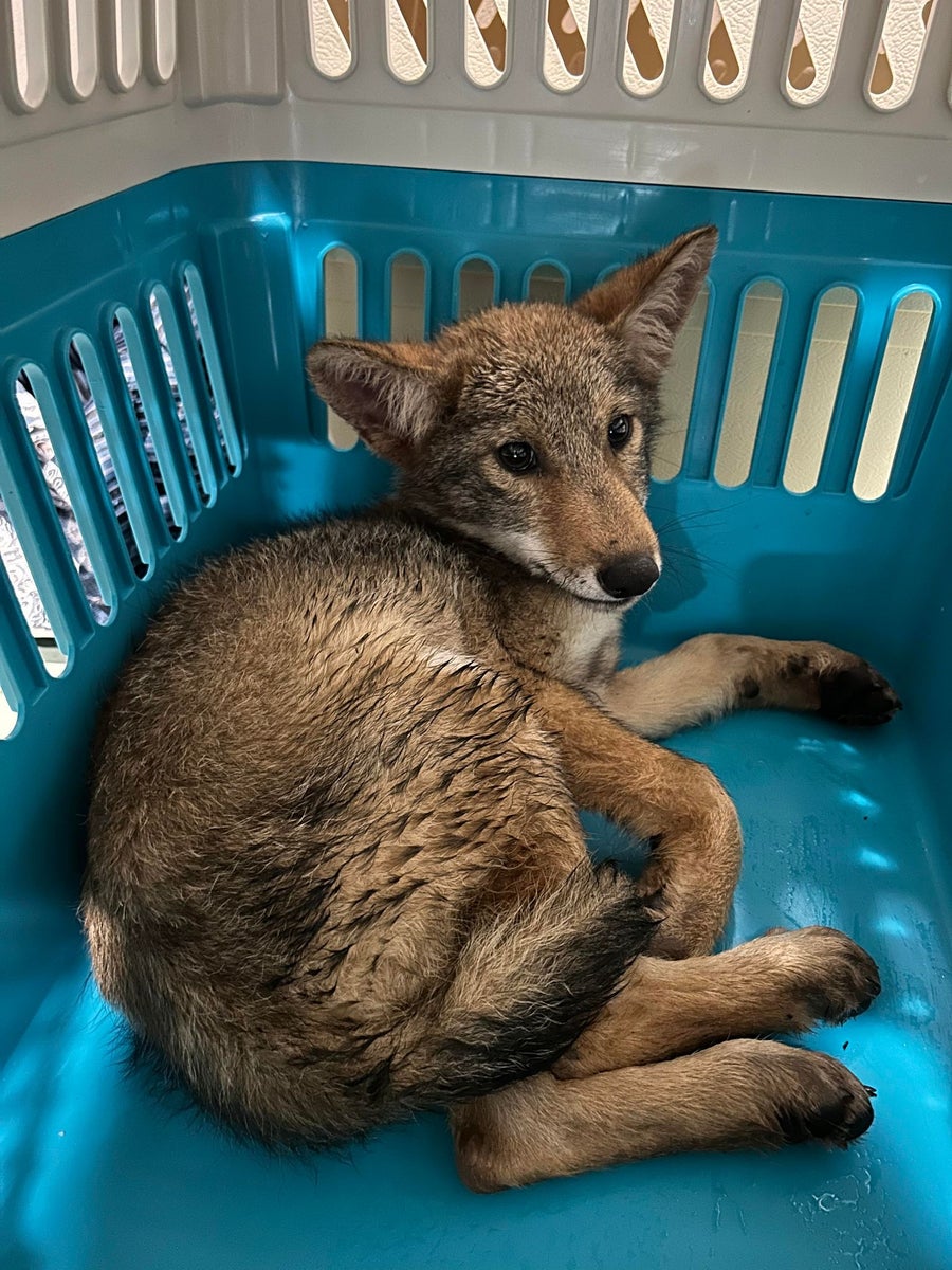 Watch: Mass. wildlife rescue saves coyote pup with container stuck on ...