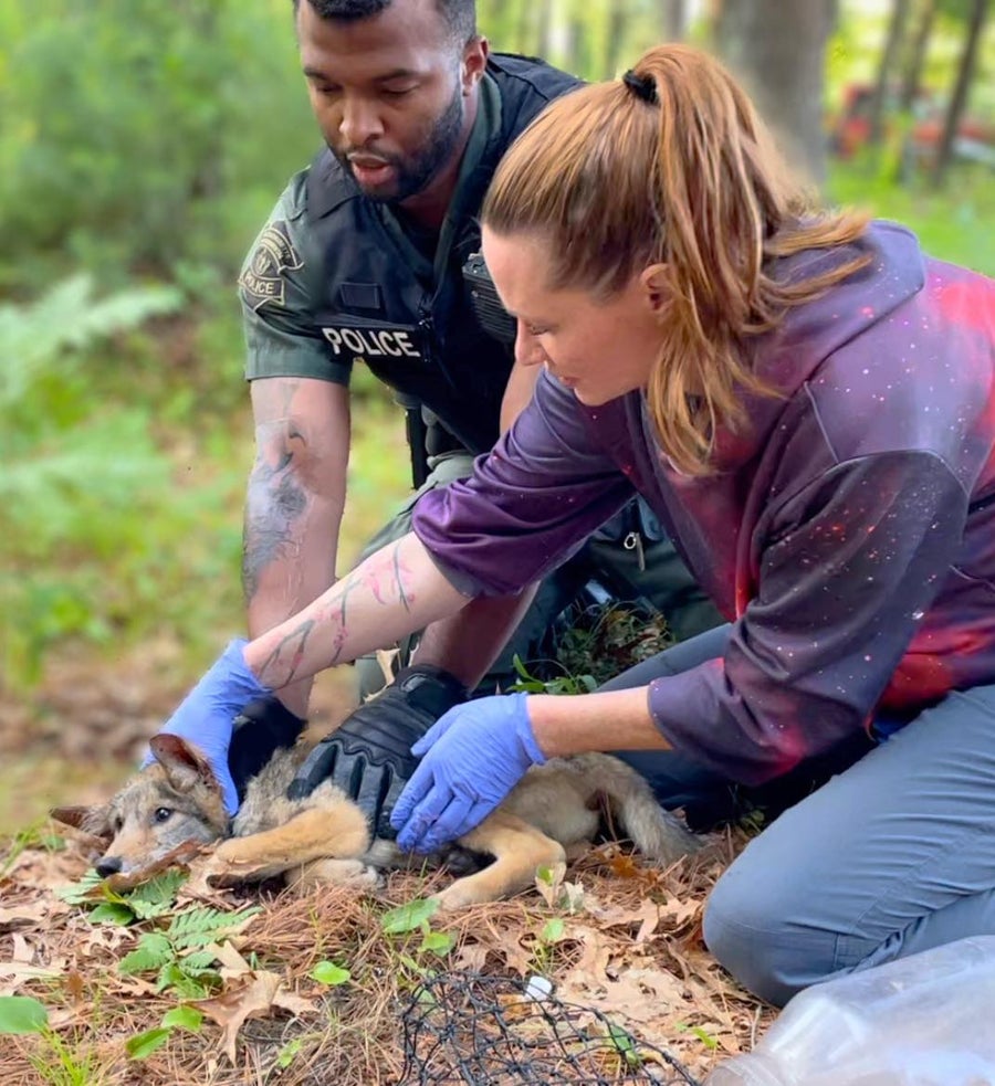 Watch: Mass. wildlife rescue saves coyote pup with container stuck on ...