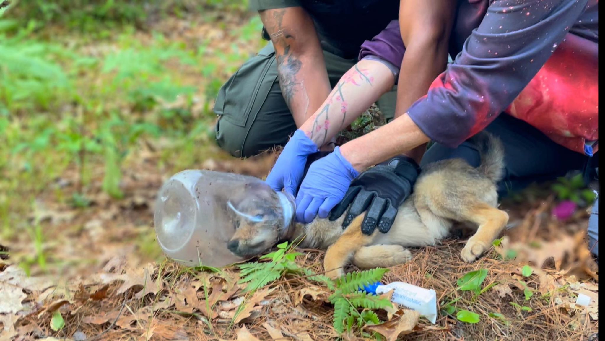 Are there wolves in the Northeast? It's complicated.