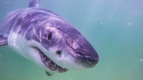 7 ways to celebrate Shark Week | Boston.com