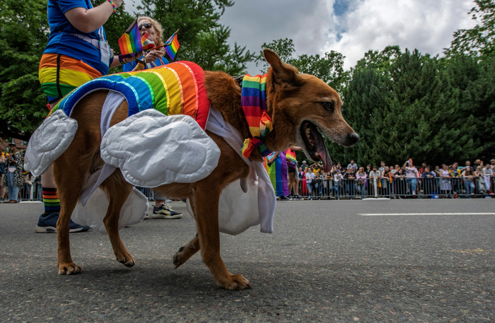 23 photos and videos from Saturday's Boston Pride parade
