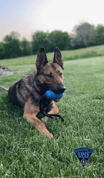 Newly-trained K-9 helps find robbery suspects in Greenfield