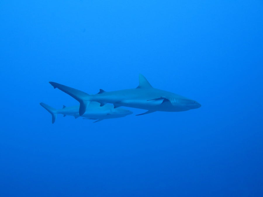 Can't beat them? Eat them. Italians cope with blue crab invasion.