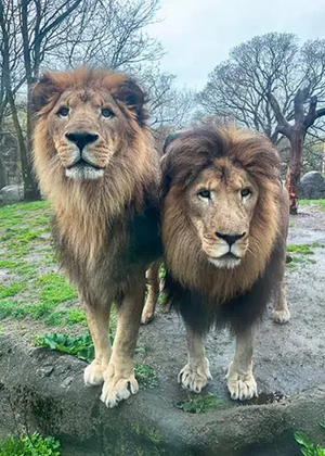 Franklin Park lion helps brother undergo successful surgery