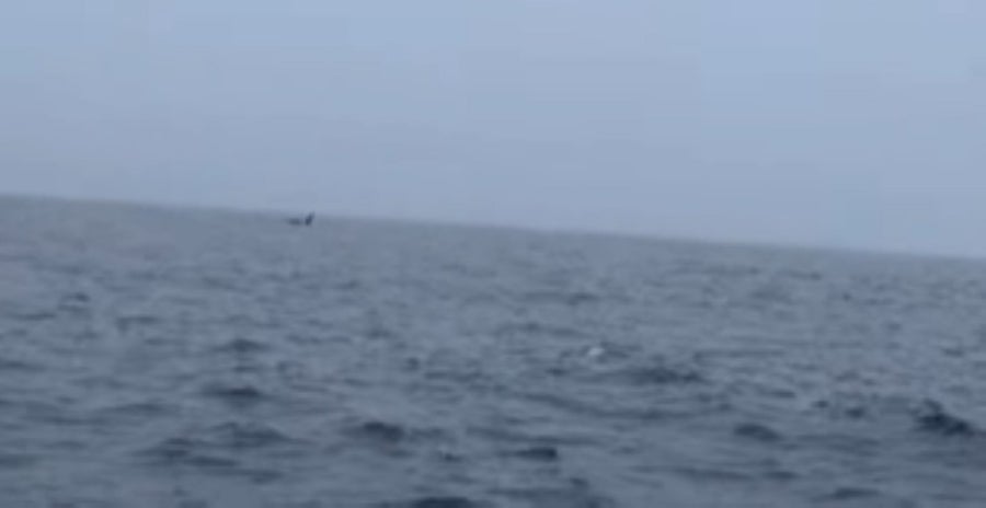 Video: 12-foot great white shark attacks and eats seal off Cape Cod