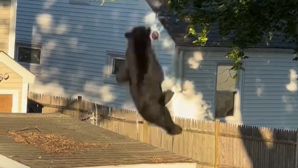 Video: Bear falls from backyard tree after being tranquilized in R.I.