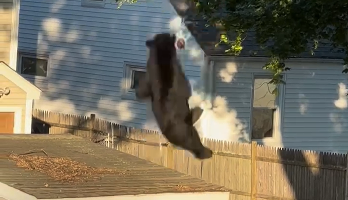 Maps: Where bears have been seen in Mass. this summer