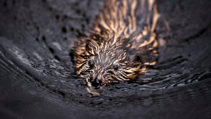 Rabid beaver attacks swimmer in Western Mass. river
