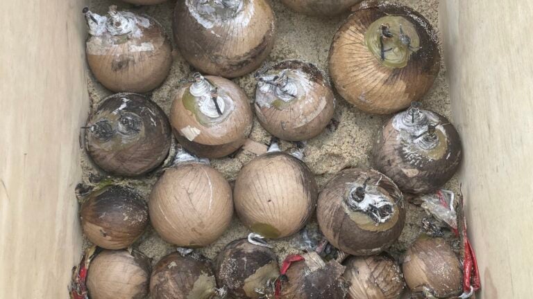 Unexploded fireworks wash up on Martha’s Vineyard after July 4th