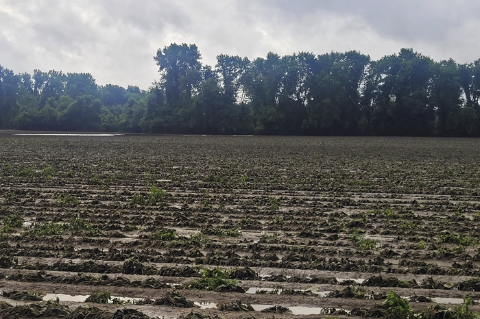 Northeast floods devastate farmers, sweep away months of labor