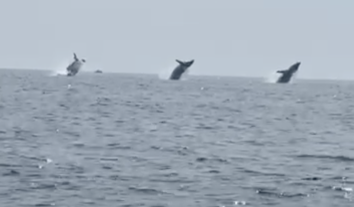 Killer whale off Cape Cod has been spotted in New England waters before