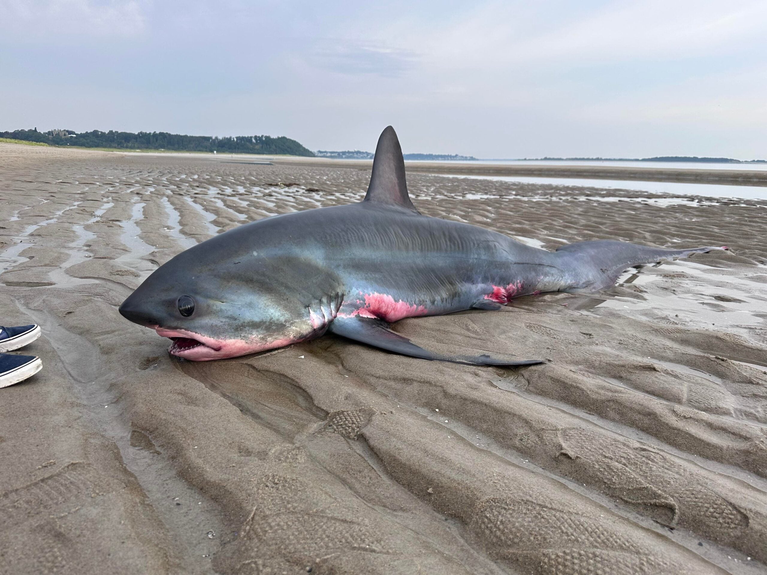 Photos Cape Cod Photographer Captures Images Of Dead Frozen Shark Photos Cape Cod Photographer Captures Images Of Dead Frozen Shark