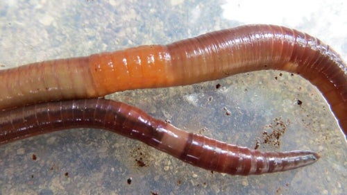Ask the Gardener: How to spot the invasive Asian jumping worm