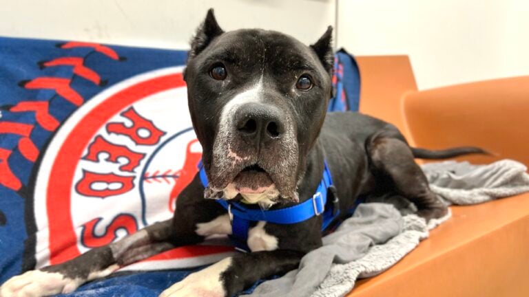 2 charged with animal cruelty in case of beaten, starved pit bull