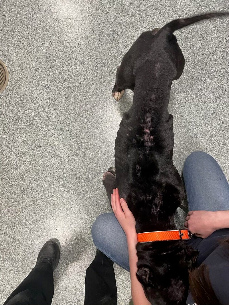 2 charged with animal cruelty in case of beaten, starved pit bull