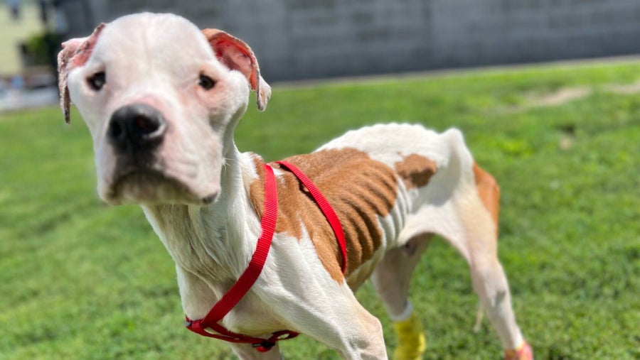 2 charged with animal cruelty in case of beaten, starved pit bull