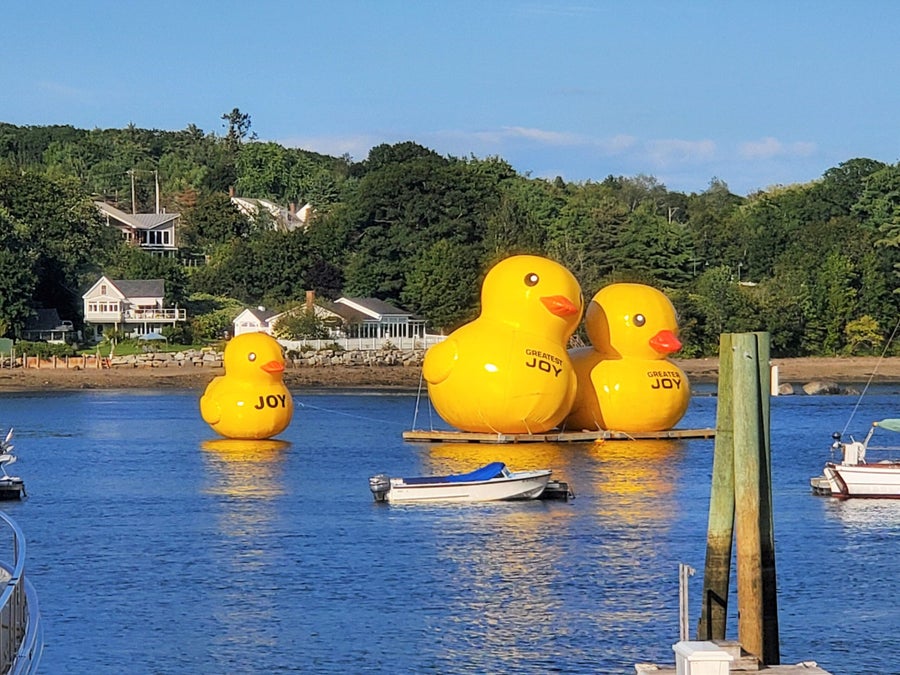 Giant inflatable ducks are floating in this Maine harbor