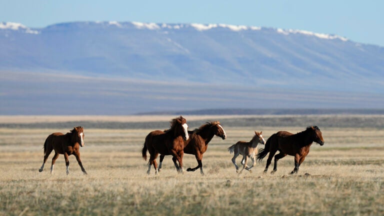 U.S. judge clears way for Nevada mustang roundup to continue despite ...