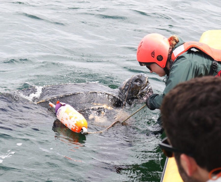 Rescuers see a spike in cold-stunned sea turtles stranded in Cape Cod Bay