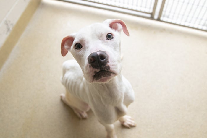 2 charged with animal cruelty in case of beaten, starved pit bull