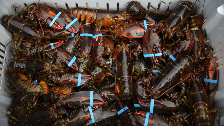 Did New England prisoners really eat lobster in colonial times?