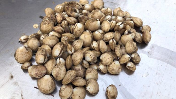 In Rhode Island, a hunt is on for the reason for dropping numbers of ...