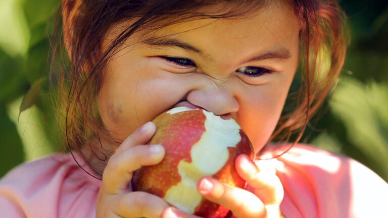 Is it wrong to eat apples while apple picking? | Boston.com