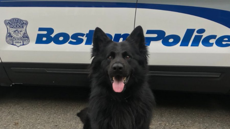 Boston and Somerville police departments mourn dedicated K-9 police dogs