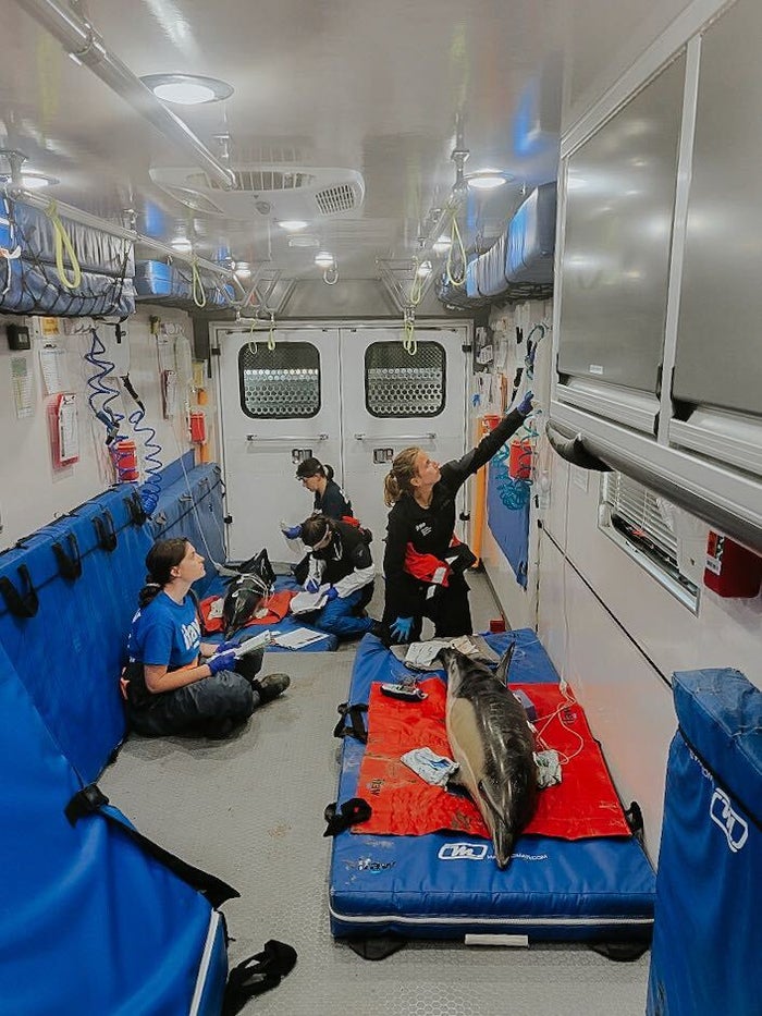 Two dolphins saved from shallow waters near Wellfleet