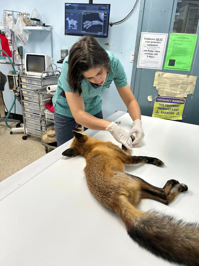 One fox loses leg, another removes own foot after being caught in ...