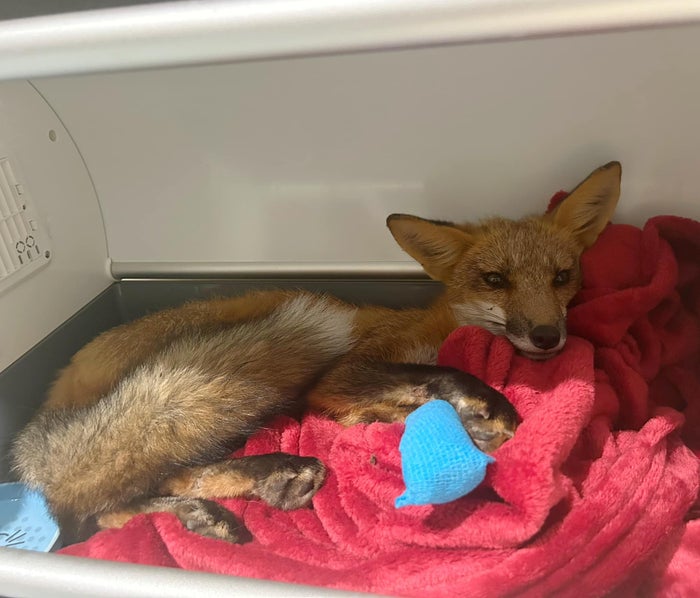 One fox loses leg, another removes own foot after being caught in ...