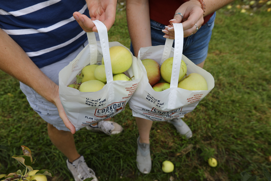 Apple picking in Massachusetts: Fall 2025 ultimate guide
