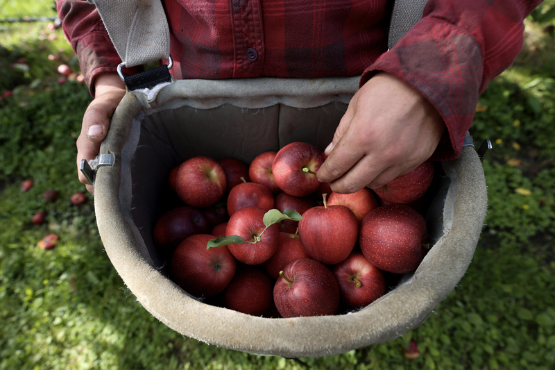 Apple picking in Massachusetts: Fall 2025 ultimate guide