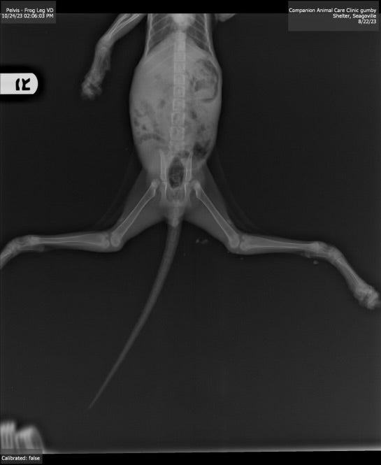 Gumby, 11-week-old kitten with limb deformity, needs a family