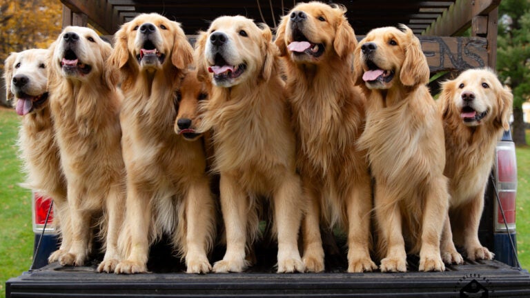A dozen golden retrievers charm tourists at this Vermont farm