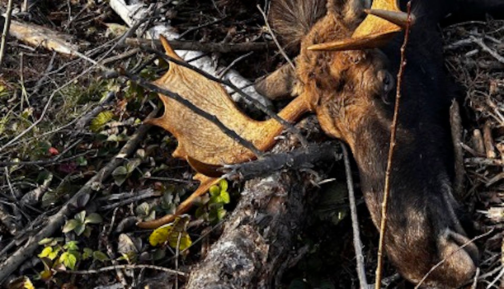 Killings of two moose, shot and left to rot, under investigation in Maine