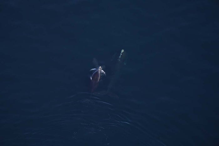 Photos: Aquarium captures ‘fall feeding frenzy’ of whales off Maine
