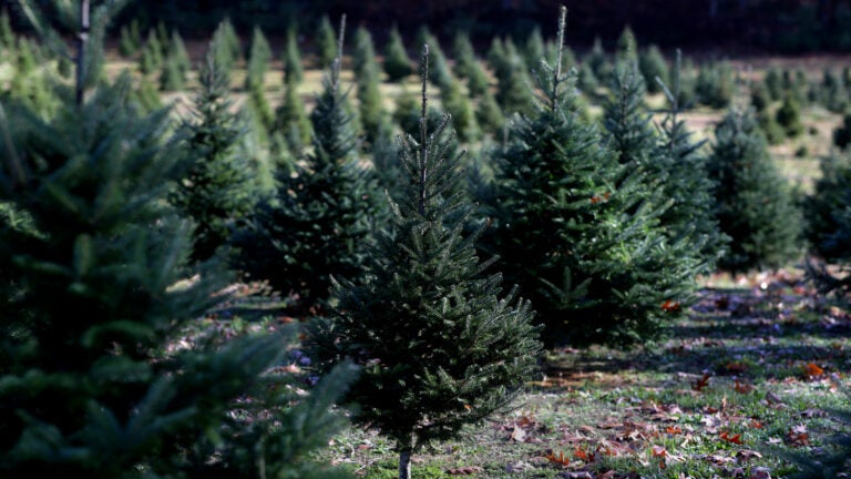Where to buy a Christmas tree around Boston 2025
