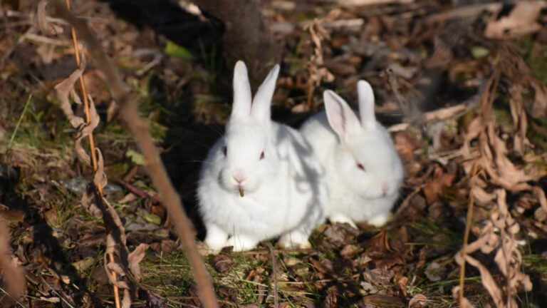 Bunnies dumped in East Boston park will be up for adoption