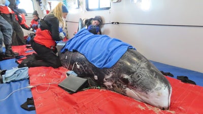 Two stranded dolphins rescued in one day on Cape Cod