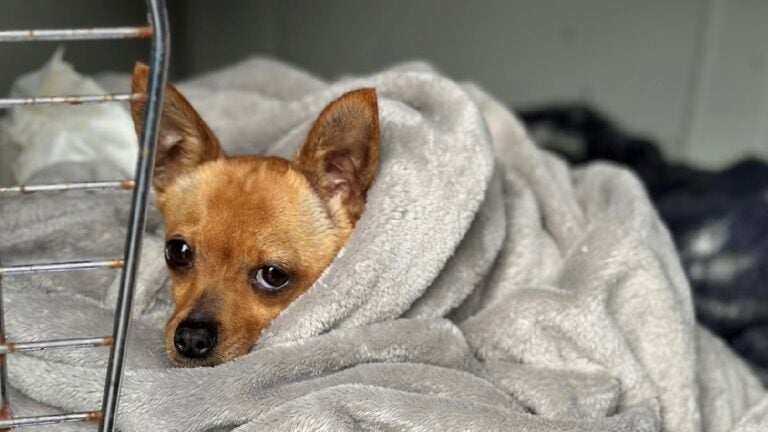 Chihuahua severely injured after crash in Lawrence, begins lengthy recovery