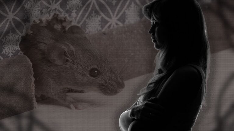 Amid mice infestations, eking out an existence