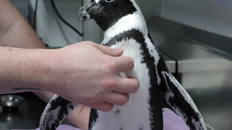 Elderly African penguin flourishing after acupuncture treatments