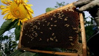 City council approves measure making beekeeping easier