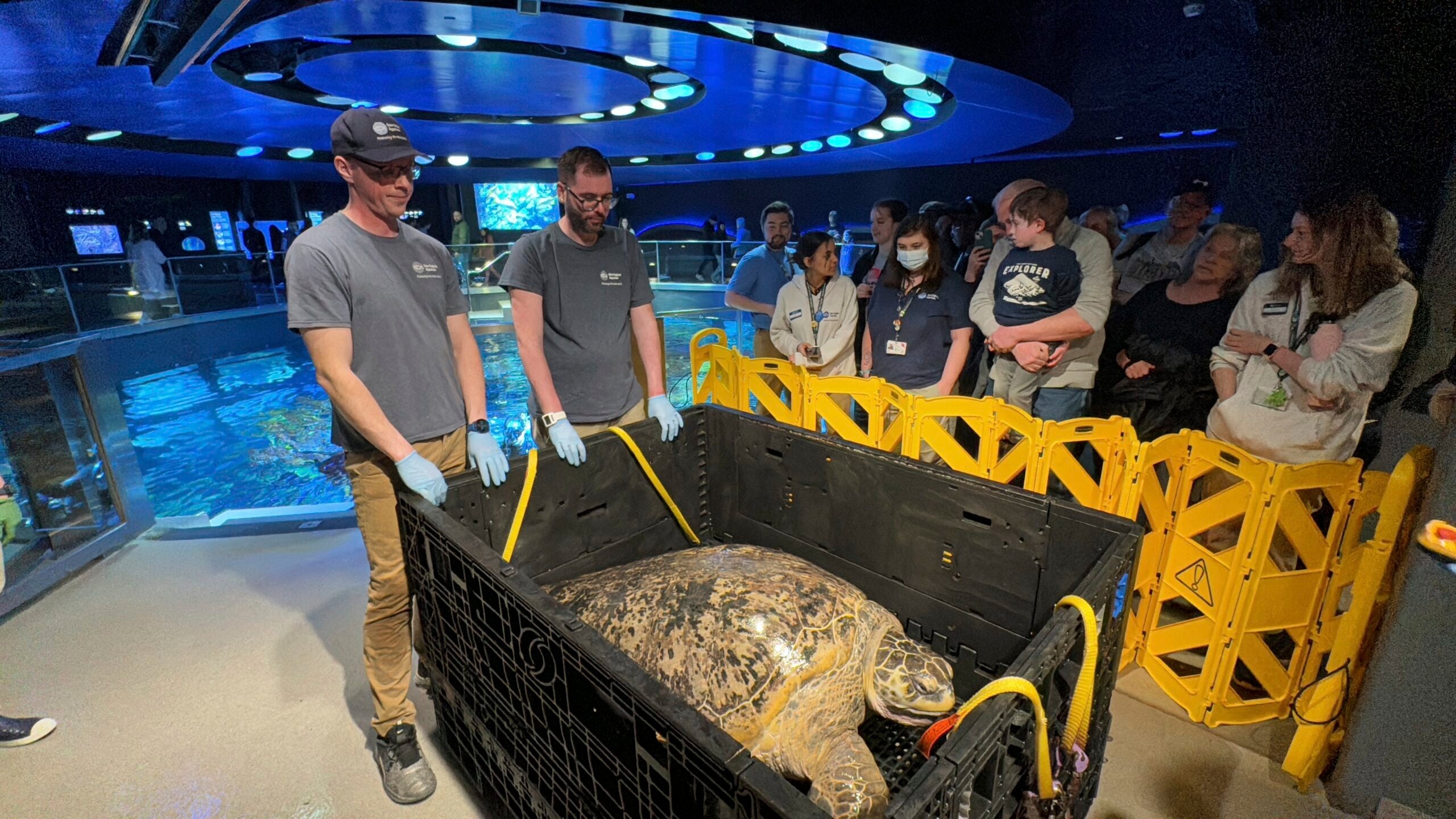 Ancient sea turtle housed at Boston aquarium for more than 50 years ...