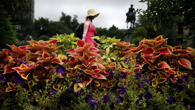 10 best spots to see spring flowers in bloom | Boston.com