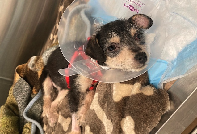 Lincoln police investigating after puppy found abandoned