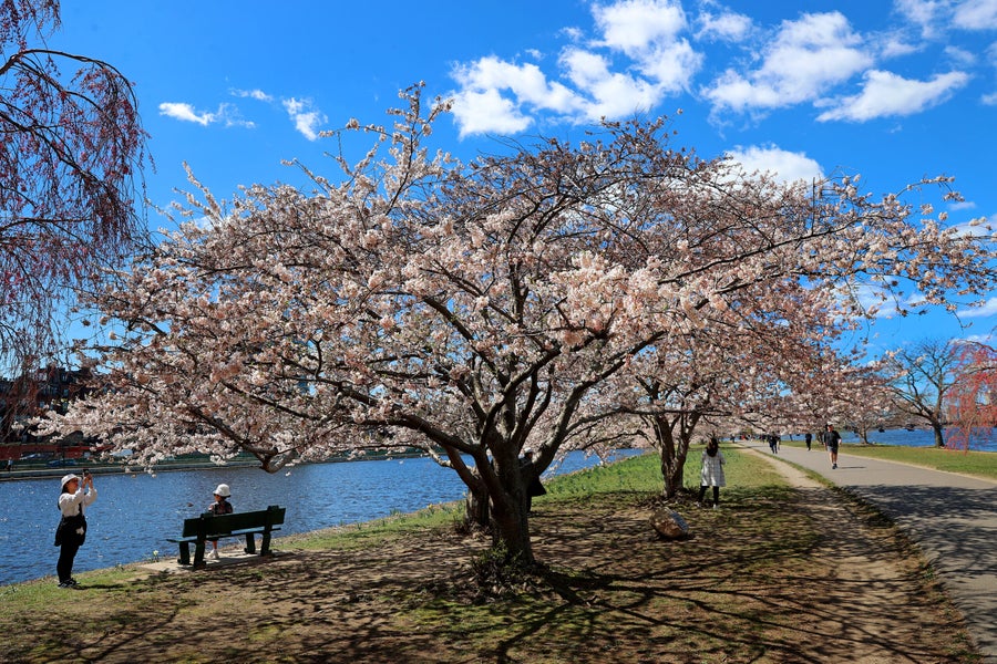 10 best spots to see spring flowers in bloom | Boston.com